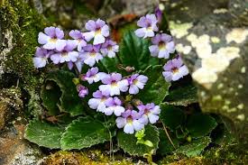 Съкровищата на България